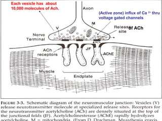 Neuromuscular Transmission | PPT