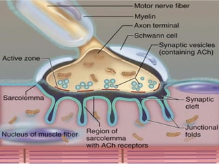 Neuromuscular Transmission | PPT