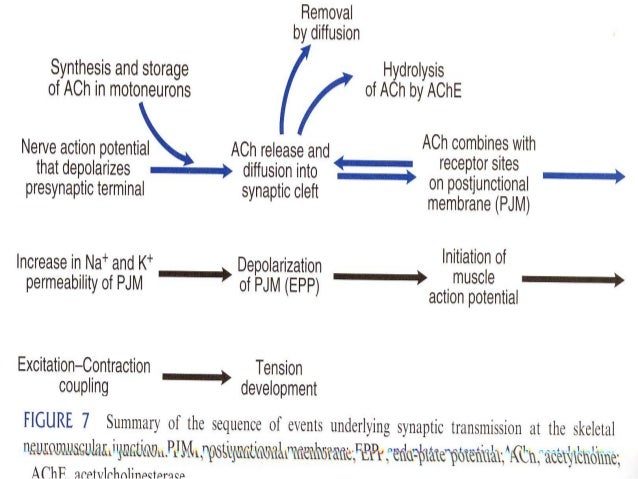 Neuromuscular Junction Flow Chart