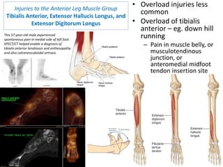 Nmt631 msk lower extremity pathology | PPTX