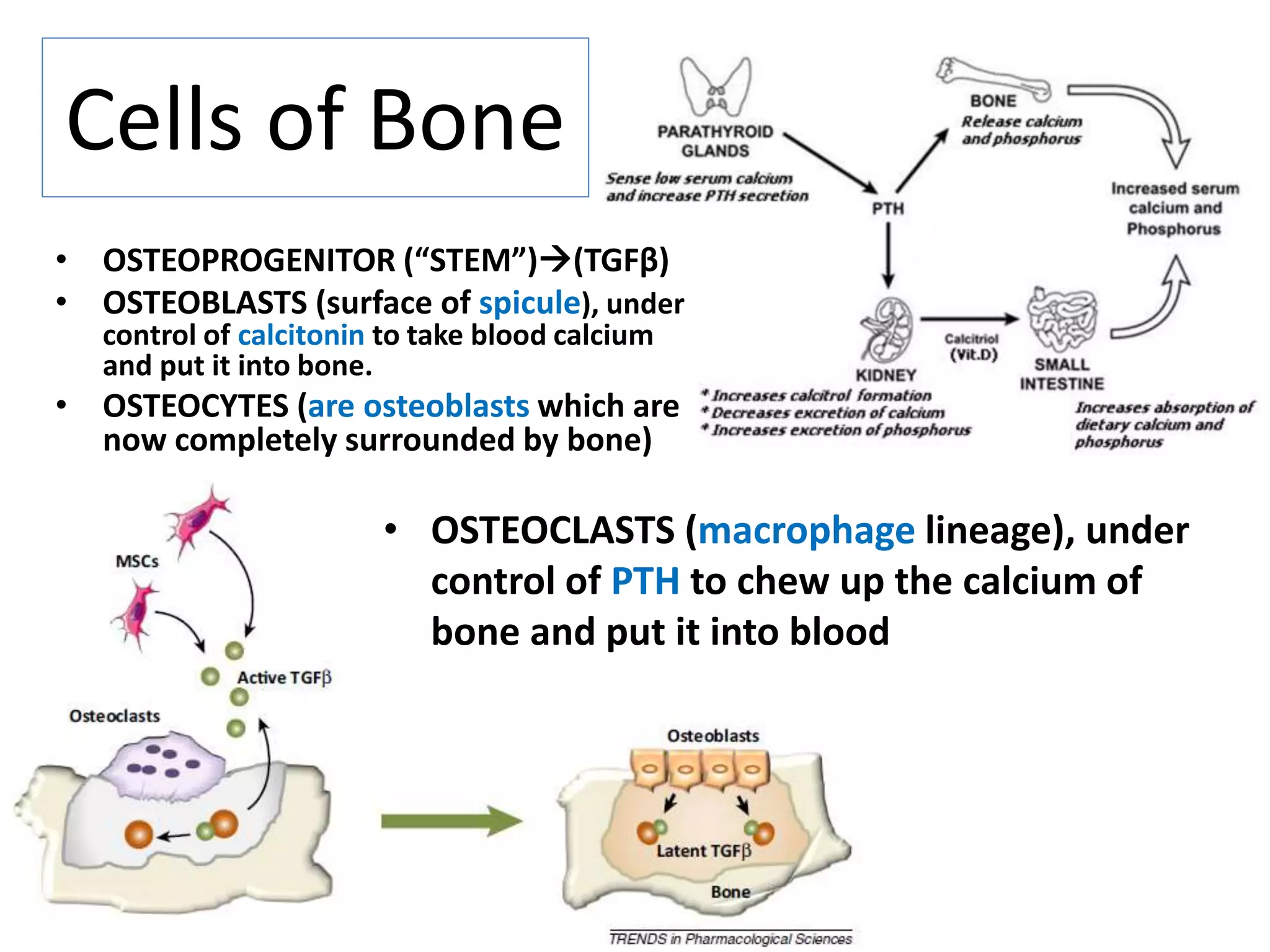 Nmt631 scintigraphy in common bone diseases | PPTX