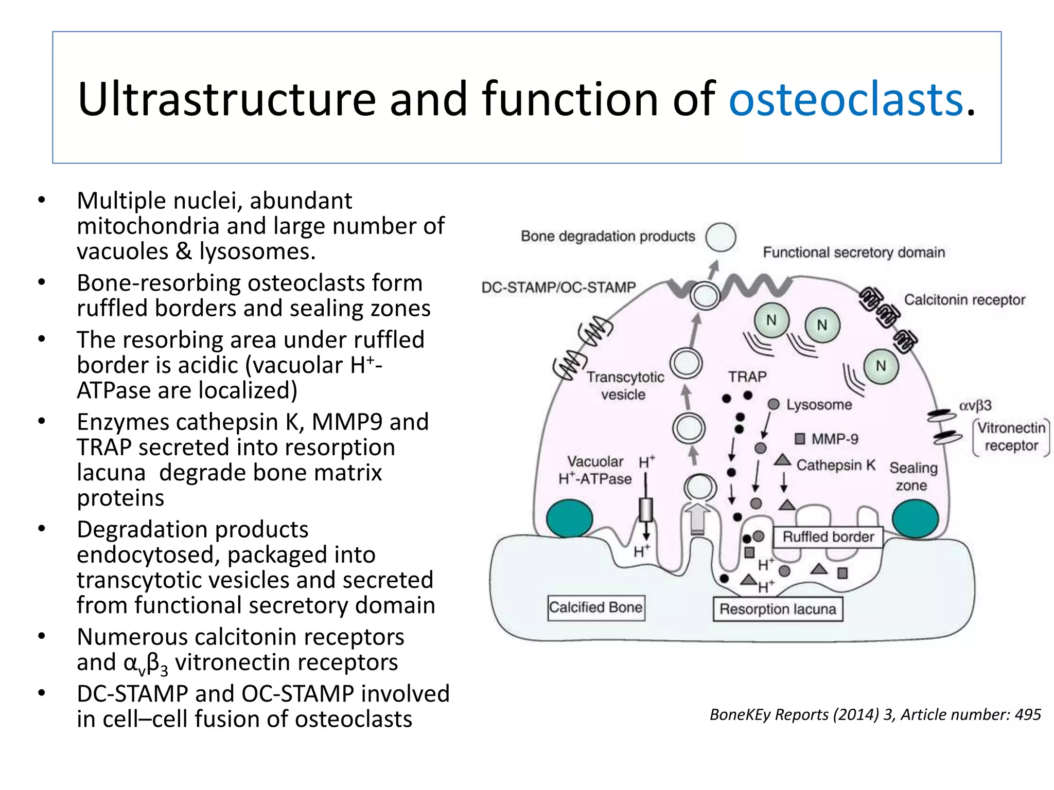 Nmt631 scintigraphy in common bone diseases | PPTX