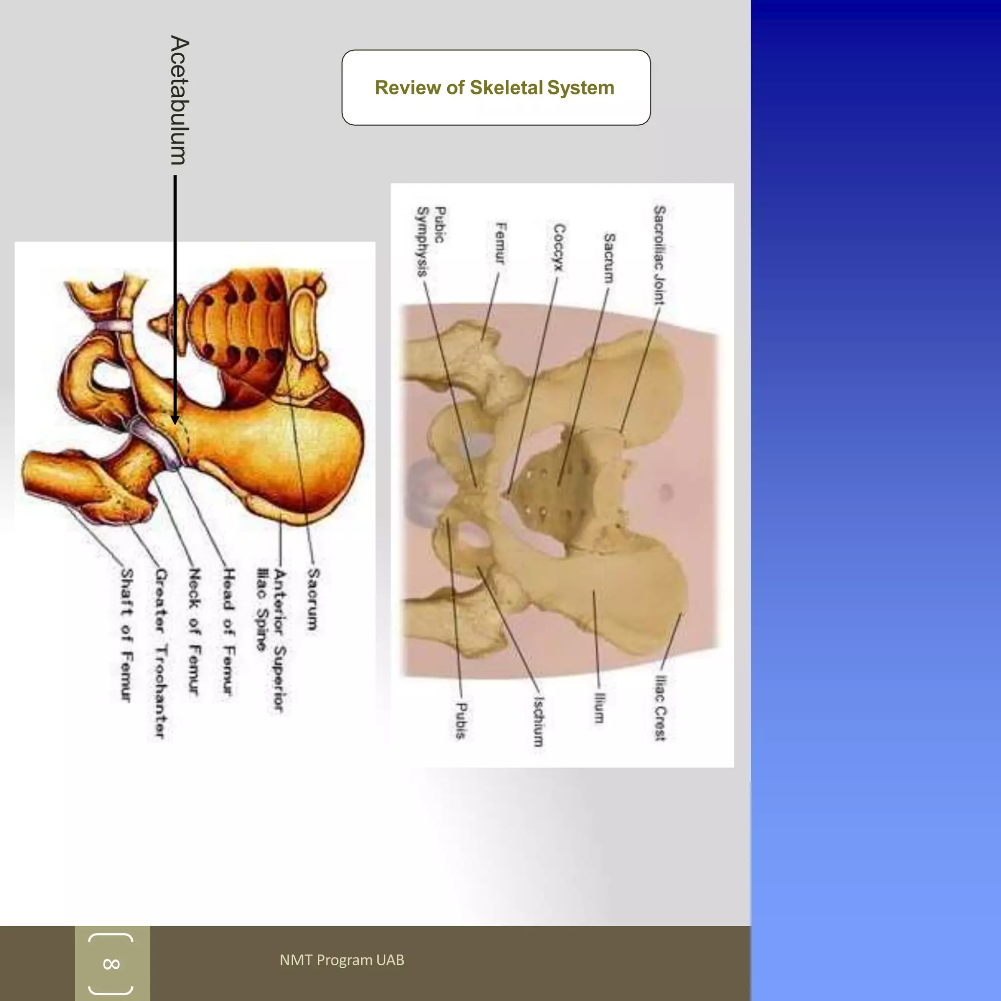 Skeleton systems examination in medical | PPTX