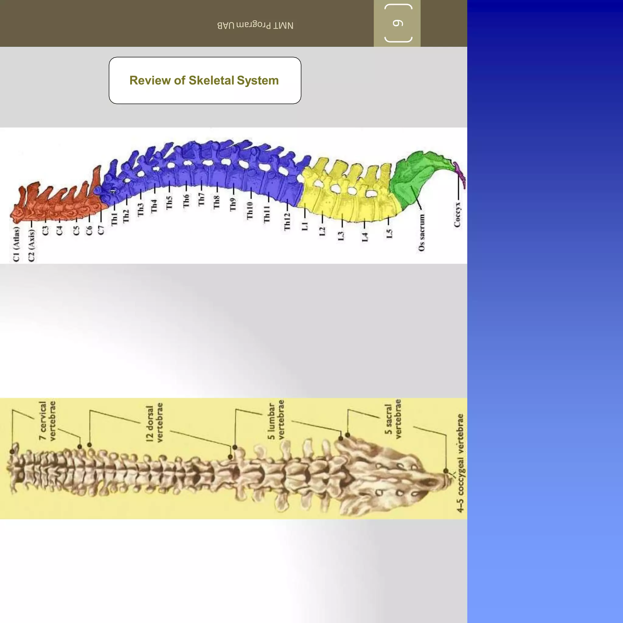 Skeleton systems examination in medical | PPTX