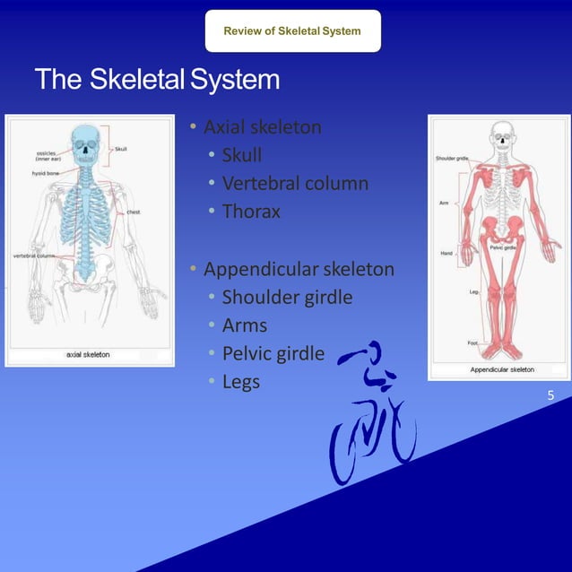 Skeleton systems examination in medical | PPTX