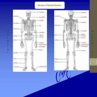 Skeleton systems examination in medical | PPTX