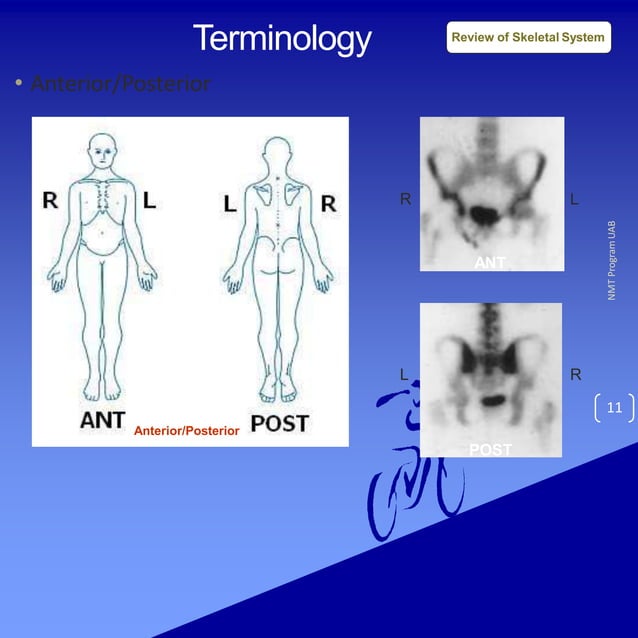Skeleton systems examination in medical | PPTX