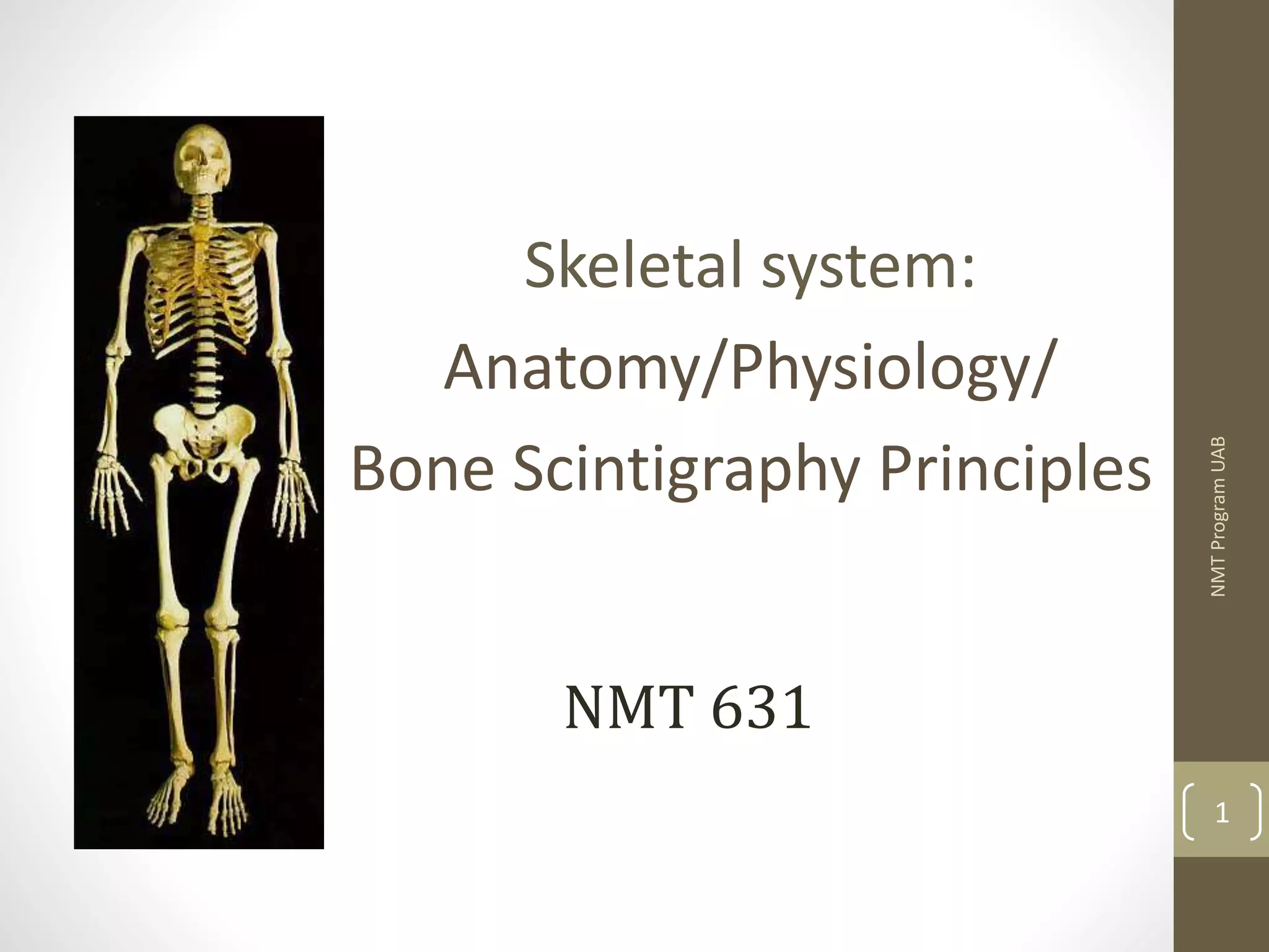 Anatomy And Physiology of Human skeletal system | PDF | Bone and Joint ...