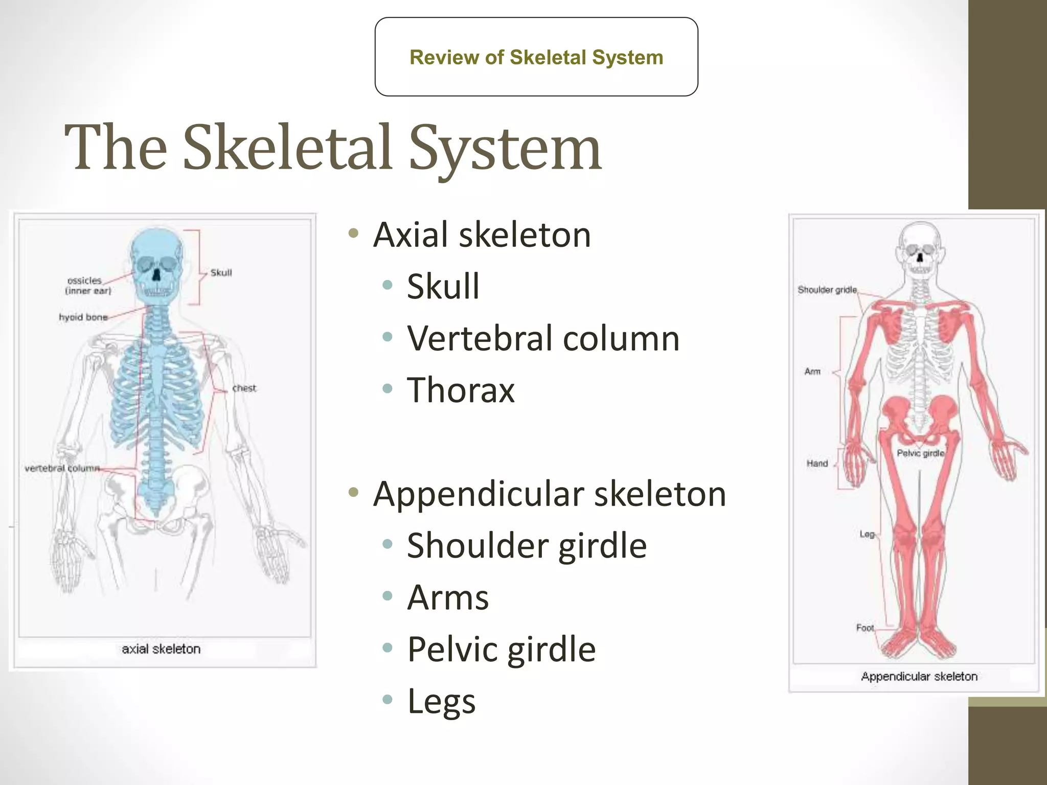 Anatomy And Physiology of Human skeletal system | PDF