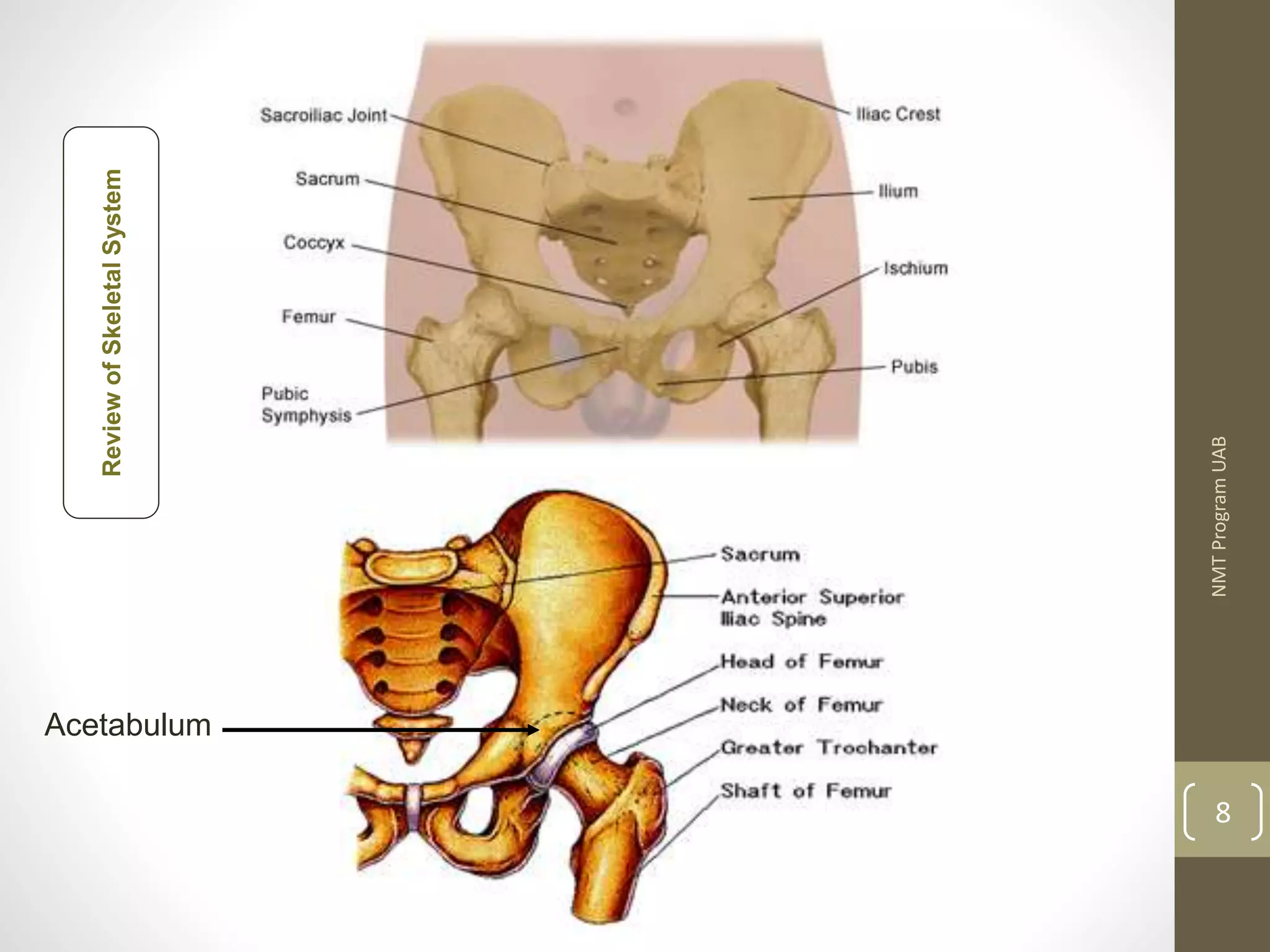 Anatomy And Physiology of Human skeletal system | PDF