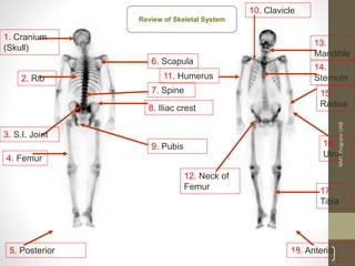 Anatomy And Physiology of Human skeletal system | PDF