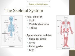 Anatomy And Physiology of Human skeletal system | PDF