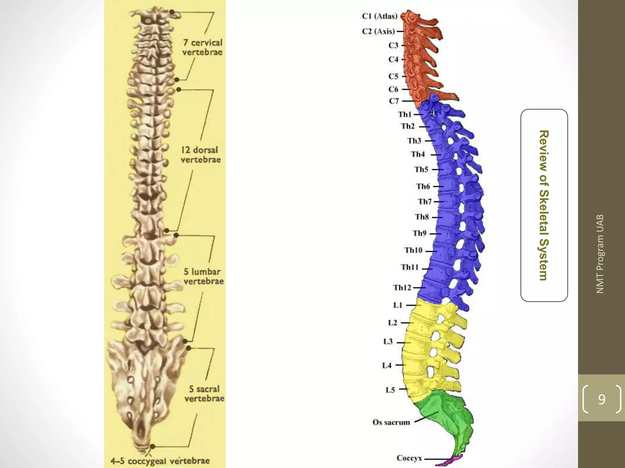 Nmt631 skeletal anat, phys, bone scinti principles | PPTX