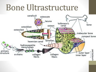 Nmt631 skeletal anat, phys, bone scinti principles | PPTX
