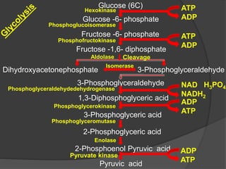 Chapter_13_Respiration.pptx