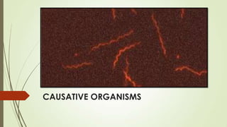 Noma (bacterial infections of oral cavity) | PPTX