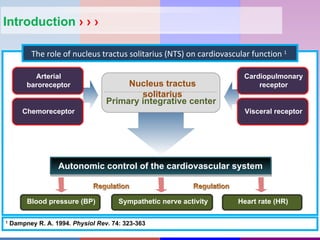 nNOS activation is involved in insulin-mediated CV effects in the NTS | PPT