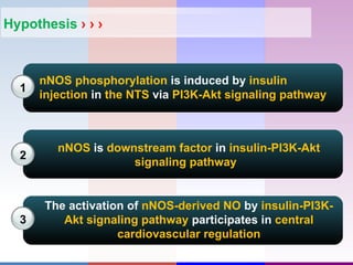 nNOS activation is involved in insulin-mediated CV effects in the NTS | PPT