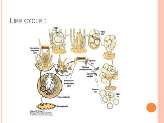 Fucus Life Cycle