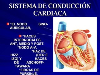 No. 1 Ecg | PPT