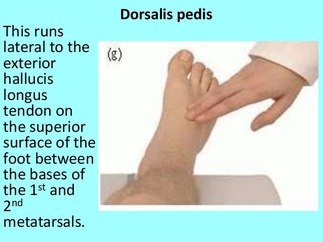 Dorsalis Pedis Perfusion