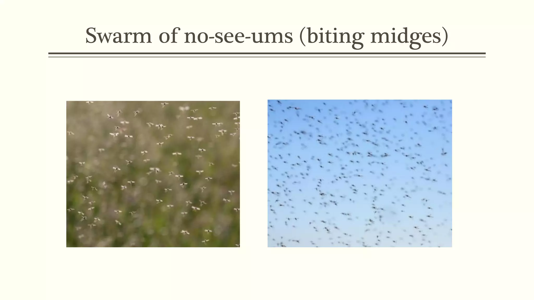 Invisible blood sucker: no-see-um (biting midge) | PDF