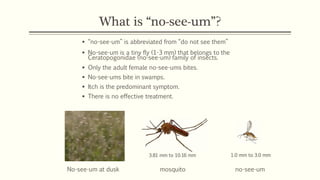 Invisible blood sucker: no-see-um (biting midge) | PDF