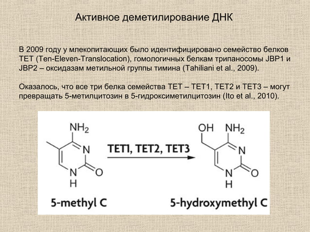 No10 epigenetika 1 | PPT