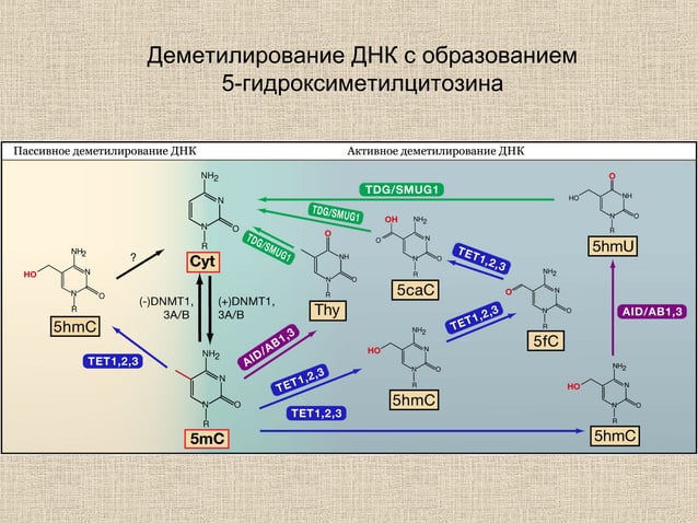No10 epigenetika 1 | PPT