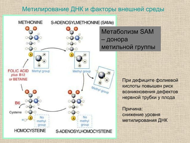 No10 epigenetika 1 | PPT