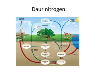 Daur Biogeokimia | PPTX