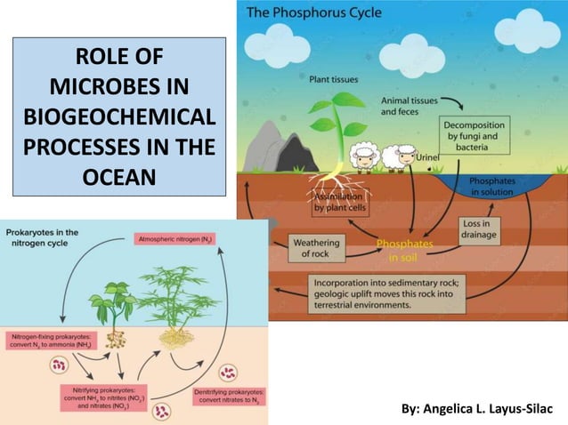 ROLE OF MICROBES BIOGEOCHEMICAL CYCLE IN OCEAN | PPT