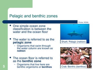 Marine biodiversity refers to the variety of life in our ocean. It ...