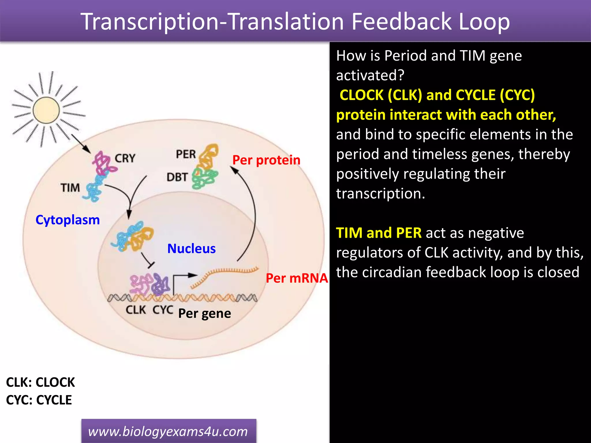 Nobel prize 2017 (physiology or medicine) - Circadian rhythm | PPTX