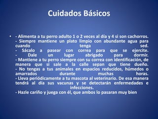 los mejores cuidados para tu mascota | PDF