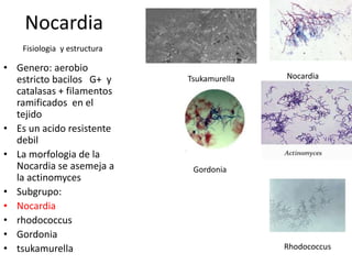 Nocardia | PPT