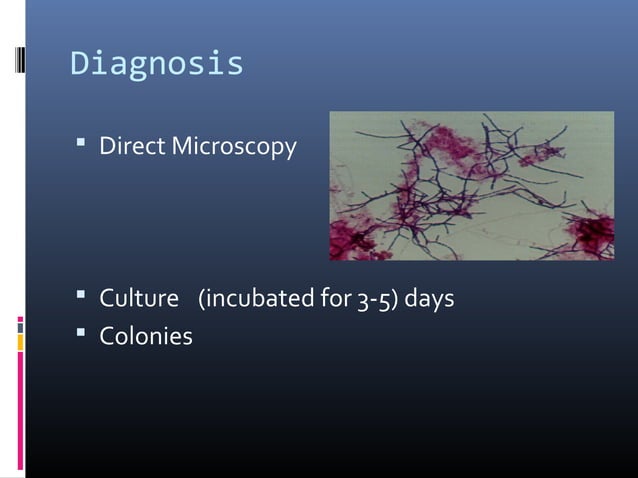 Nocardia | PPT | Infectious Diseases | Diseases and Conditions