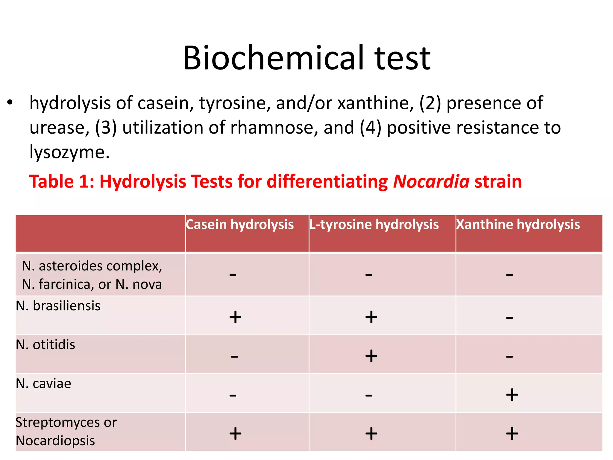 Nocardia | PPTX