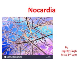 Nocardia | PPTX