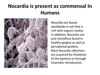 Nocardia | PPTX