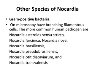 Nocardia | PPTX