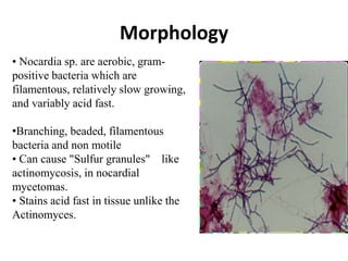 Nocardia | PPT