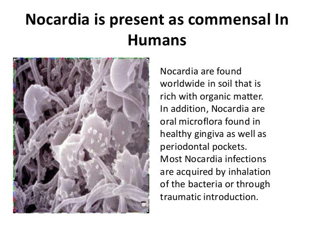 Nocardia
