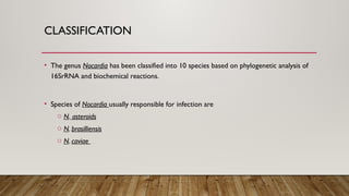 Nocardia.-Introduction,Morphology,Classification,Pathogenesis ...