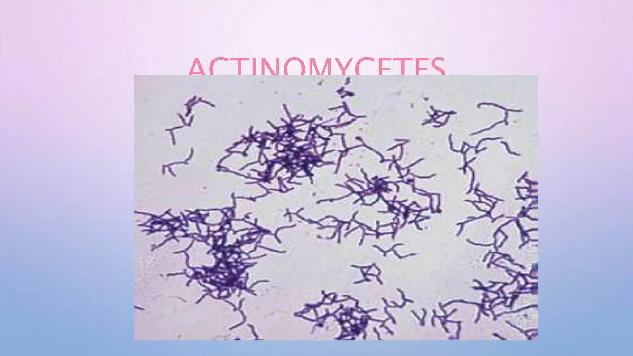 Nocardia, Actinomyces and Streptomyces Latest1.pptx