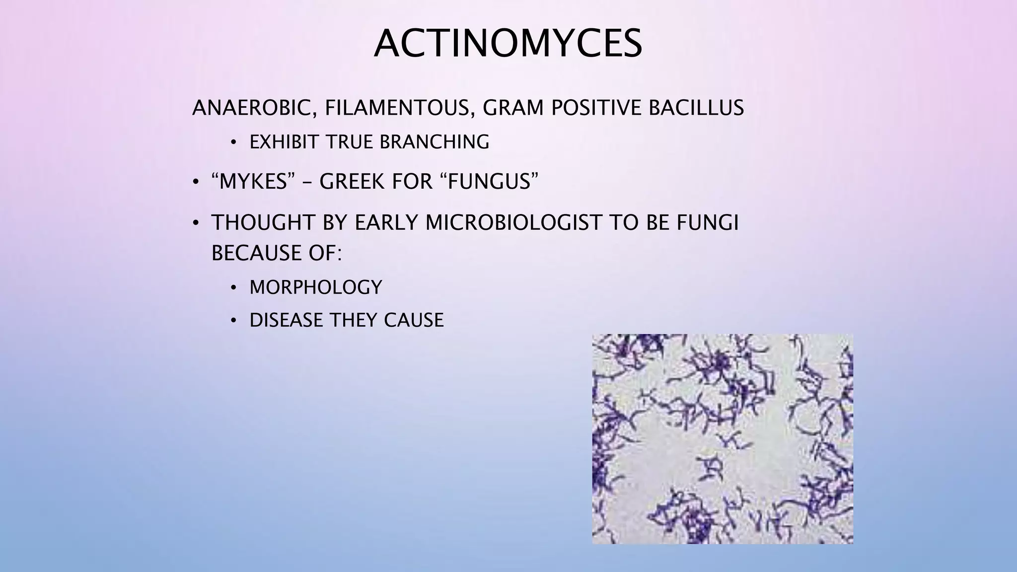 Nocardia, Actinomyces and Streptomyces Latest1.pptx