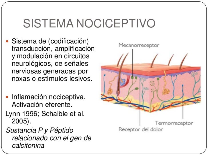 Nocicepcion y gestacion