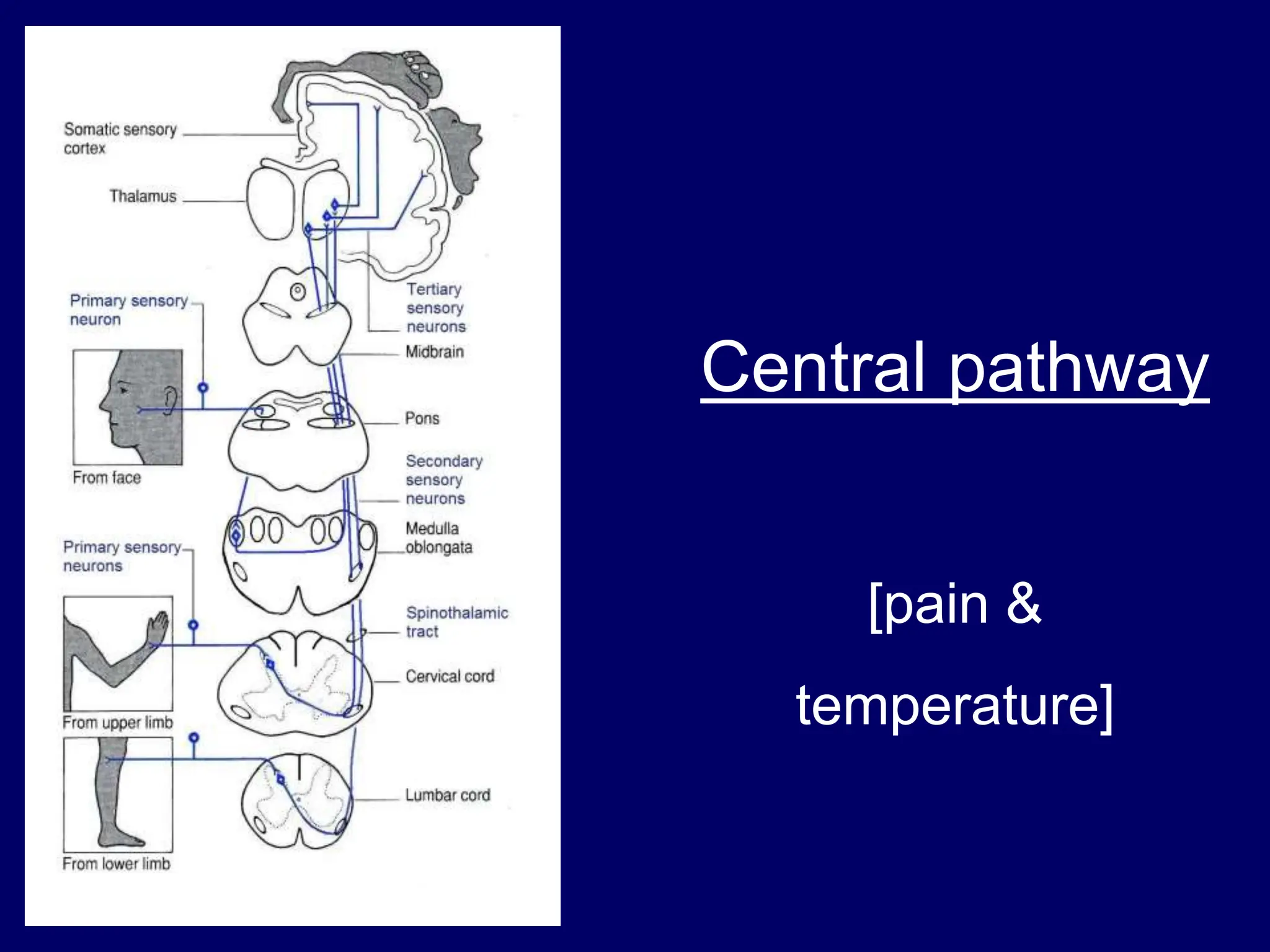 nociception.ppt physiology of pain and sleep | PPT