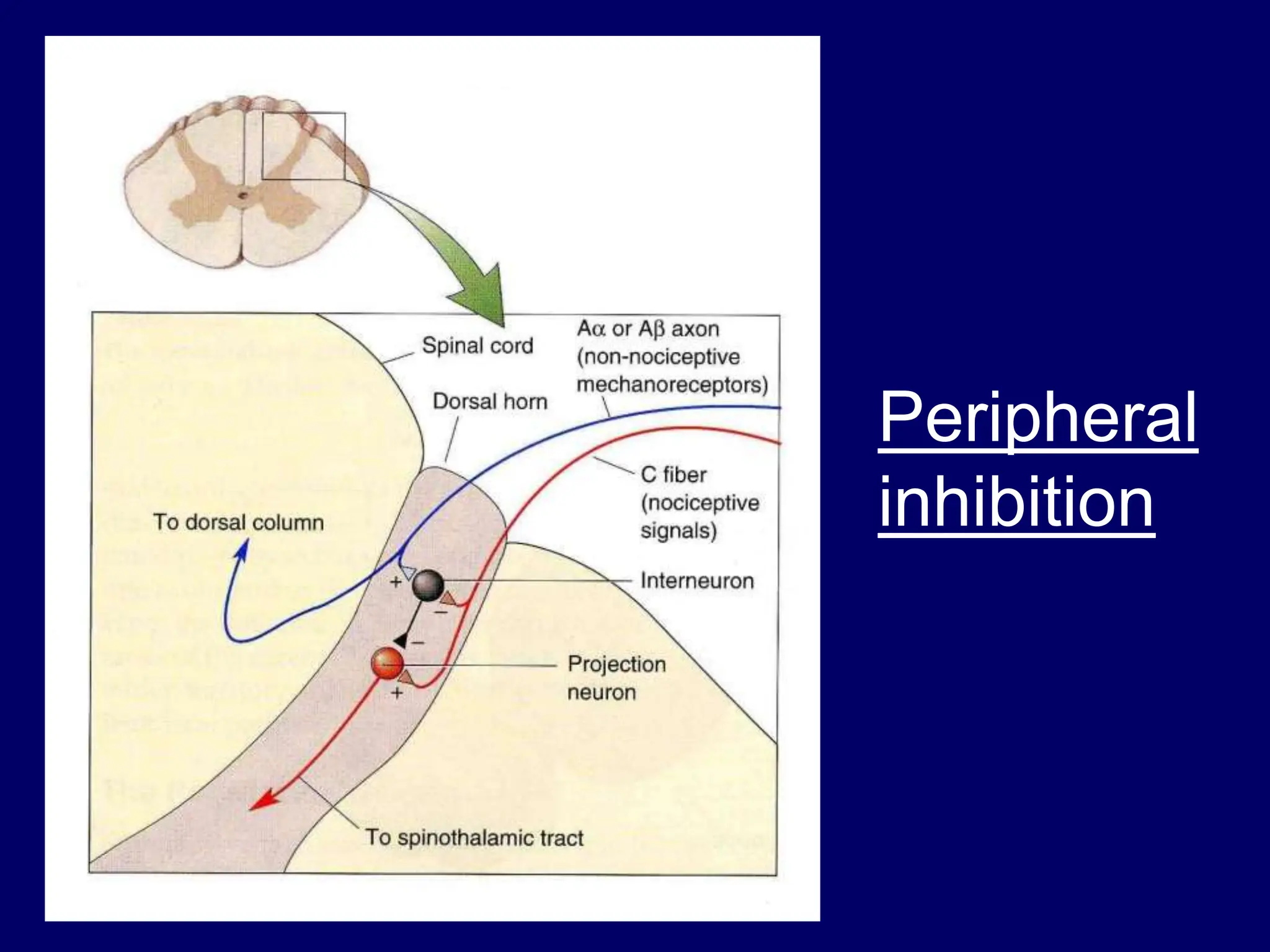 nociception.ppt physiology of pain and sleep | PPT
