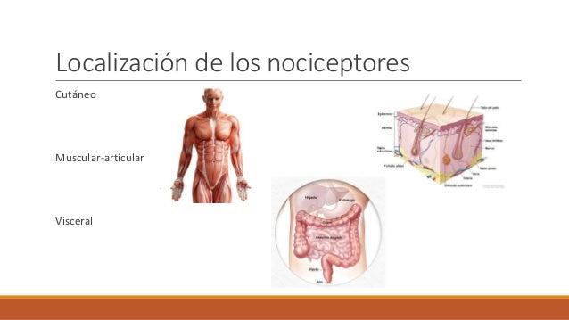 Nociceptores Fisiologia Del Dolor